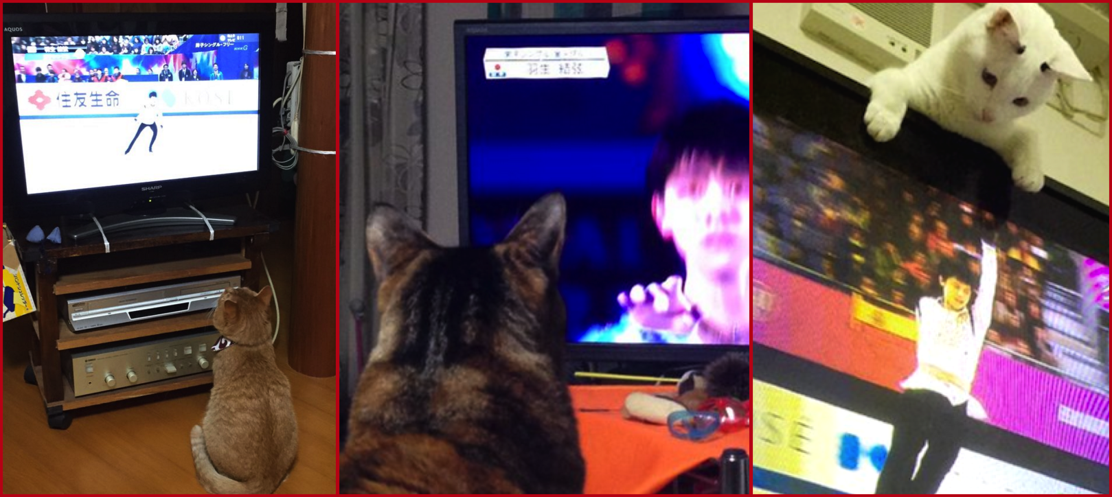 Japanese cat owner stuns Internet with photo of seemingly square kitty ...