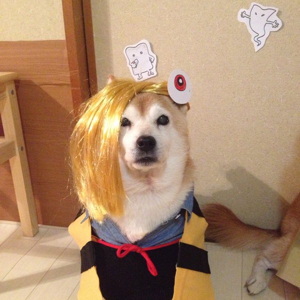 Shiba Inu dressed up as Japanese yokai achieve new level of cute and ...