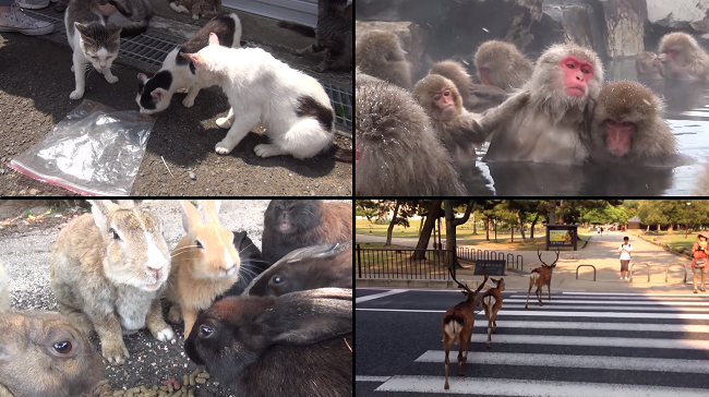 Looking to get your cute animal quota in Japan? Check out these five ...
