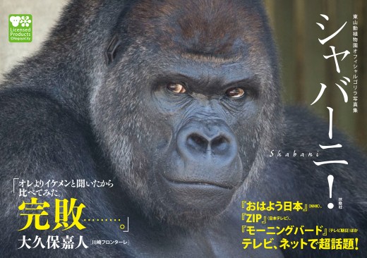 Shabani the gorilla is so handsome he’ll be appearing on sweets in ...