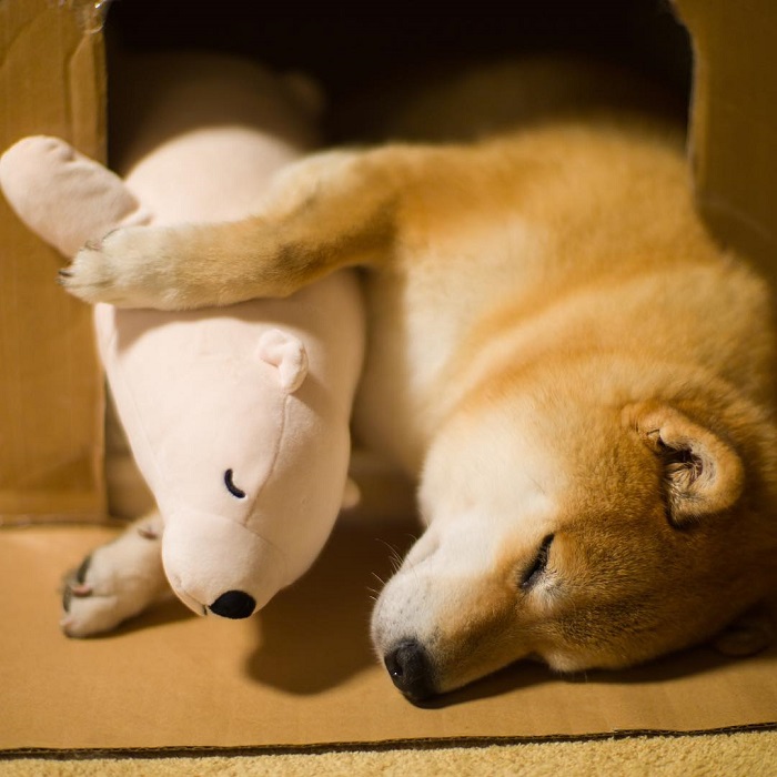 Japan’s favorite Shiba is winning even more fans with his adorable ...