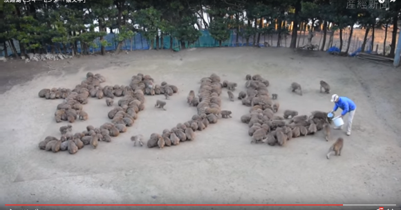 Watch monkeys spell “monkey” in the year of the monkey at the monkey ...