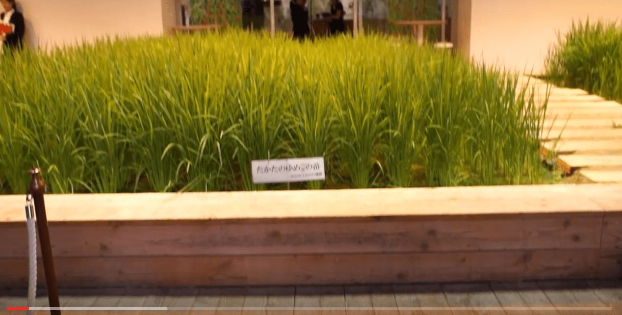 Tokyo company’s HQ has indoor rice paddies, grows more than 200 types ...