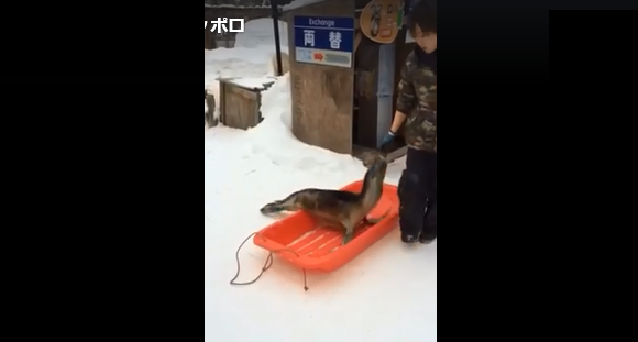 Cheeky seal gets sled ride at Japanese zoo, decides he’s pretty much ...