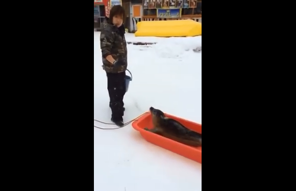 Cheeky seal gets sled ride at Japanese zoo, decides he’s pretty much ...