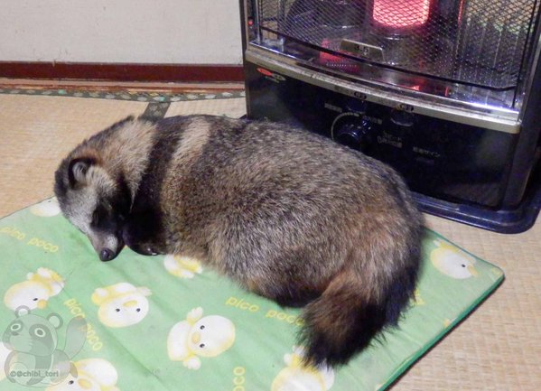 Tanuki teamwork! Japanese raccoon dogs’ cuddly communal nap is too cute ...