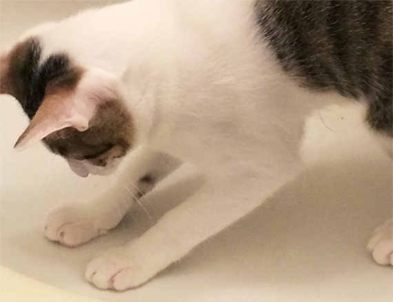 Cute adhesive cat tabs keep your pages marked with adorably playful ...