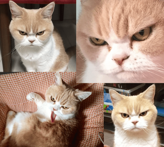Move over, Grumpy Cat, you’ve got competition in Japan! | SoraNews24 ...