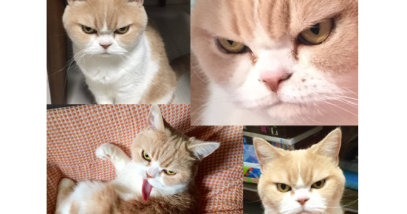 Move over, Grumpy Cat, you’ve got competition in Japan! | SoraNews24 ...