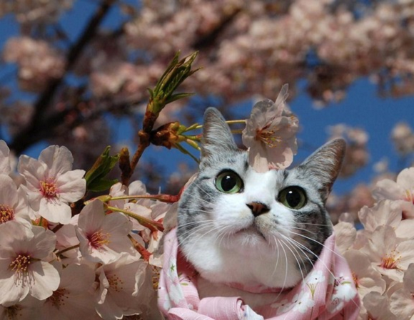 Japan’s 25 most popular cat names | SoraNews24 -Japan News-