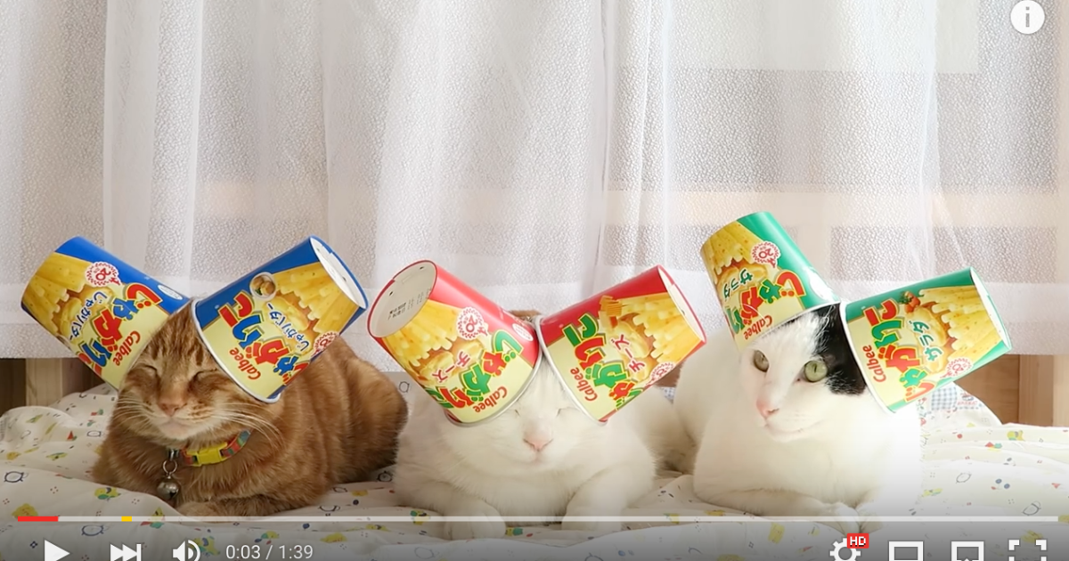 More cute kitties balancing Japanese snacks on their heads【Videos ...