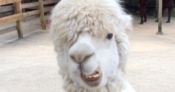 You don’t want to mess with this bad-boy alpaca | SoraNews24 -Japan News-