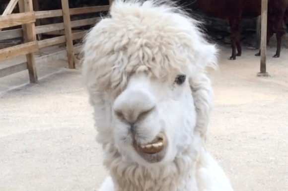 Alpaca fight breaks out in Niigata【Video】 | SoraNews24 -Japan News-