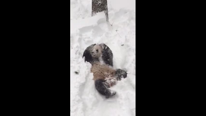 Smithsonian’s panda Tian Tian turns into adorable snowball rolling ...