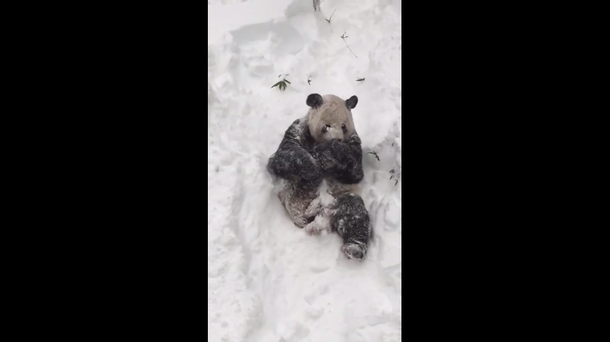 Smithsonian’s panda Tian Tian turns into adorable snowball rolling ...