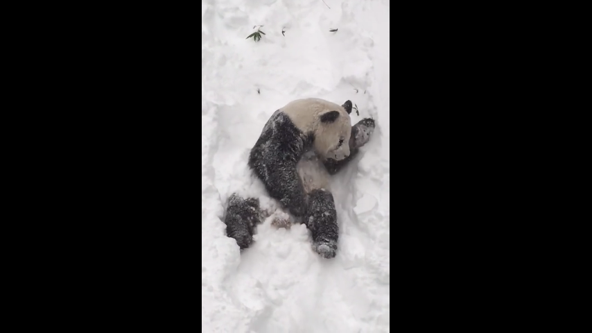 Smithsonian’s panda Tian Tian turns into adorable snowball rolling ...