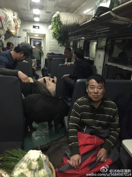 Some of the passengers on China’s rural railways are literally pigs ...