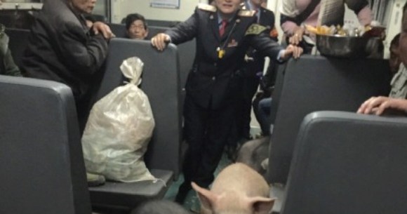 Some of the passengers on China’s rural railways are literally pigs ...