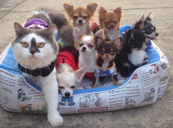 Vietnam’s cutest fishmonger is a swanky cat, drives a hard bargain with ...