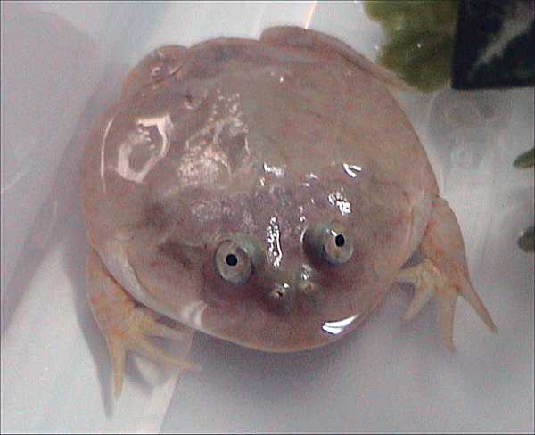 Upcoming exhibition of creepy-crawlies in Nagoya promises to give its ...