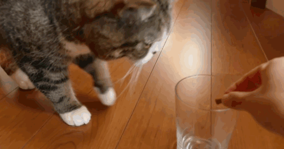 How to tell if your cat is left- or right-handed【Video】 | SoraNews24 ...