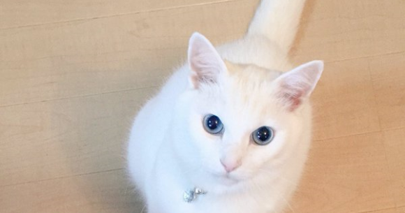 White cats take over Japanese Twitter in White Day celebration 【Photos ...