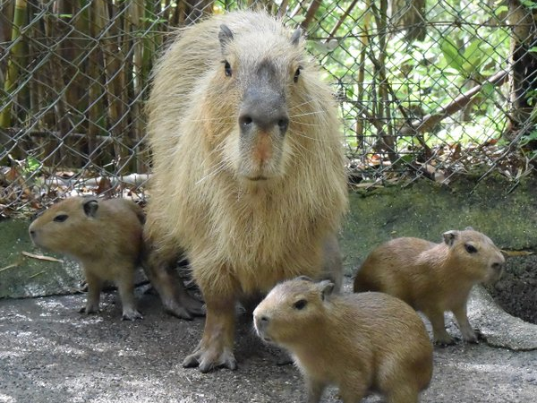Newborn baby capybaras and proud mama pose for pictures at Nagasaki Bio ...