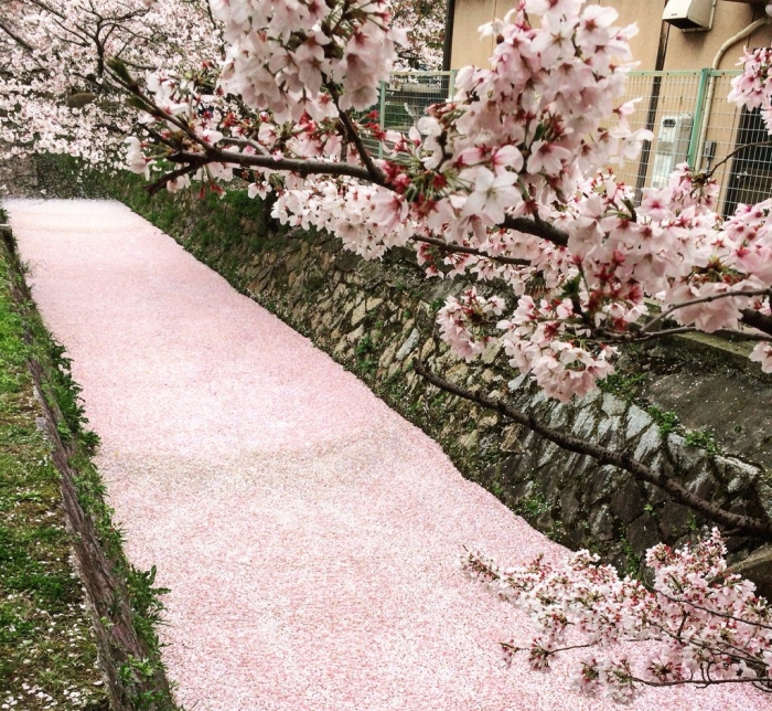 Japanese Twitter users share gorgeous photos of sakura season coming to ...
