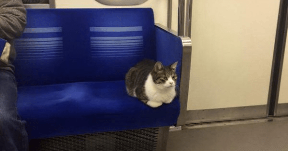Cool cat delighting animal lovers as he regularly rides the train in ...