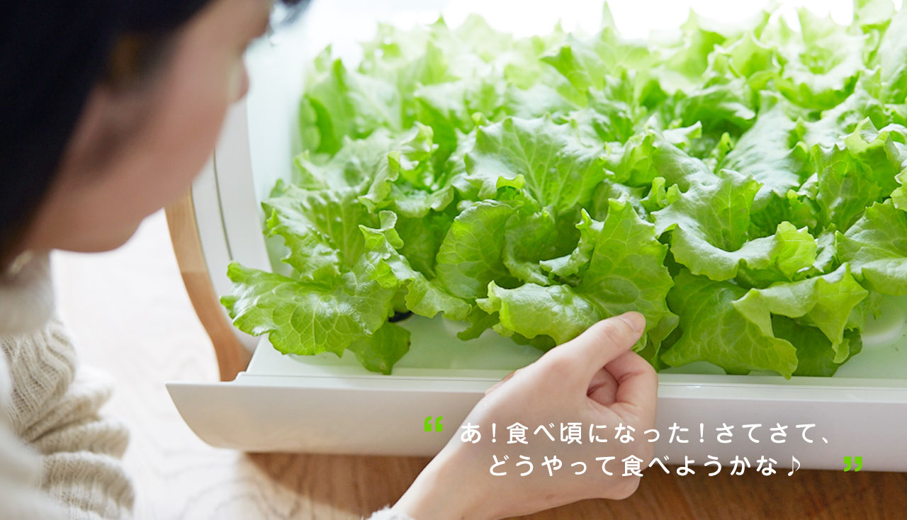 Stylish Japanese home gardening pod lets you grow vegetables indoors ...