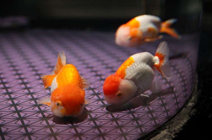 New Edo Goldfish Wonderland to open at Tokyo Skytree this summer for a ...