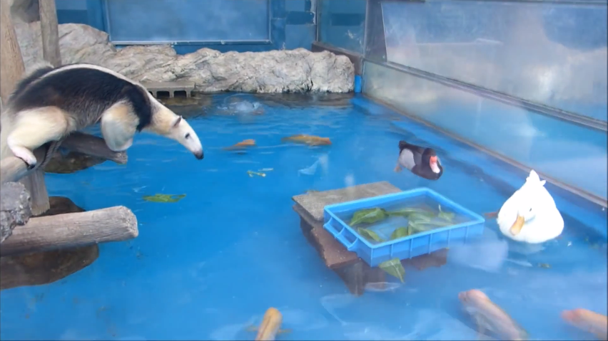 Japanese anteater’s commitment to stealing other animals’ food is ...