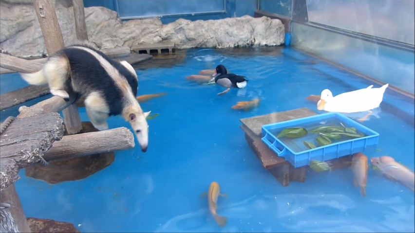 Japanese anteater’s commitment to stealing other animals’ food is ...