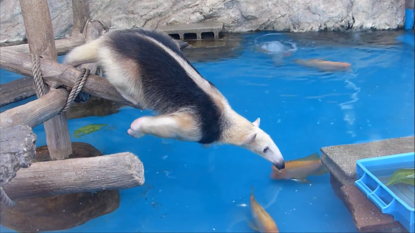 Japanese anteater’s commitment to stealing other animals’ food is ...