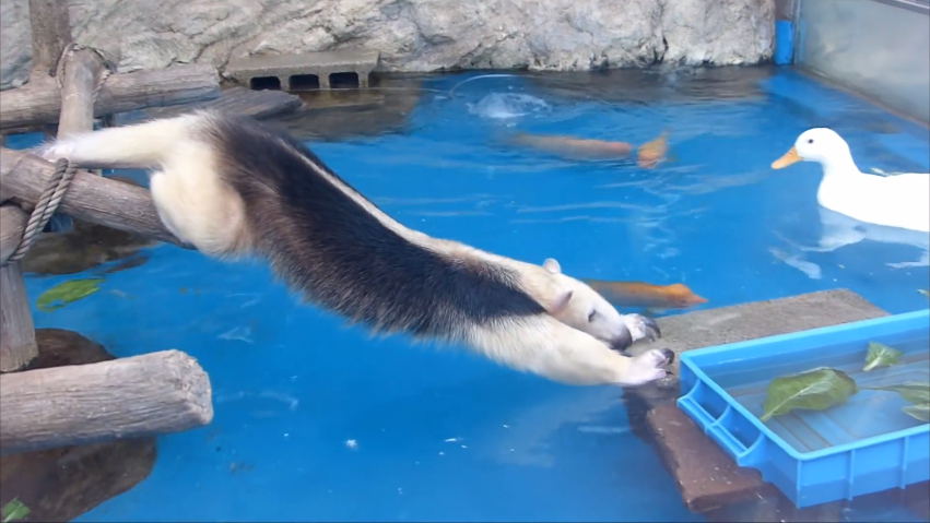 Japanese anteater’s commitment to stealing other animals’ food is ...