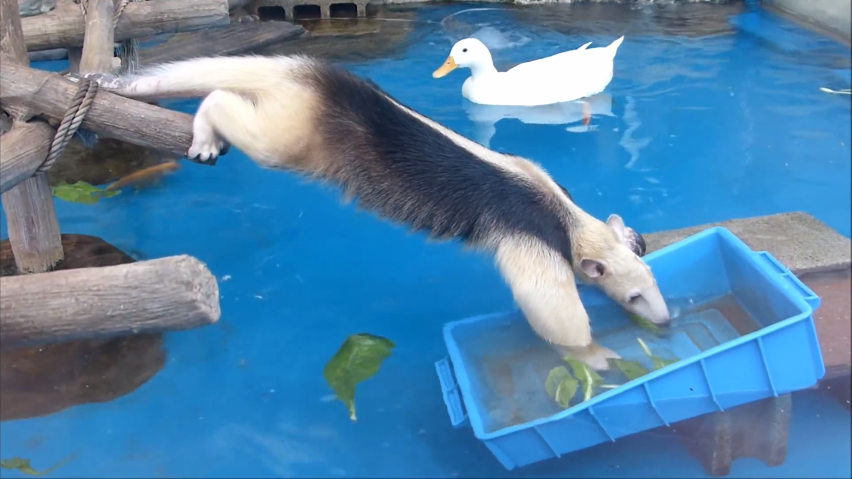 Japanese anteater’s commitment to stealing other animals’ food is ...