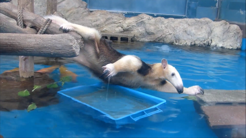 Japanese anteater’s commitment to stealing other animals’ food is ...