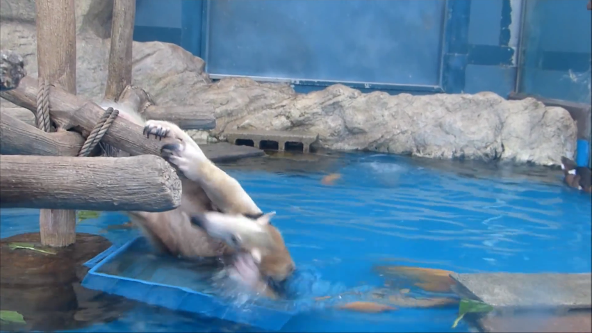 Japanese anteater’s commitment to stealing other animals’ food is ...