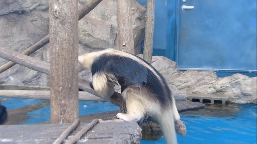 Japanese anteater’s commitment to stealing other animals’ food is ...
