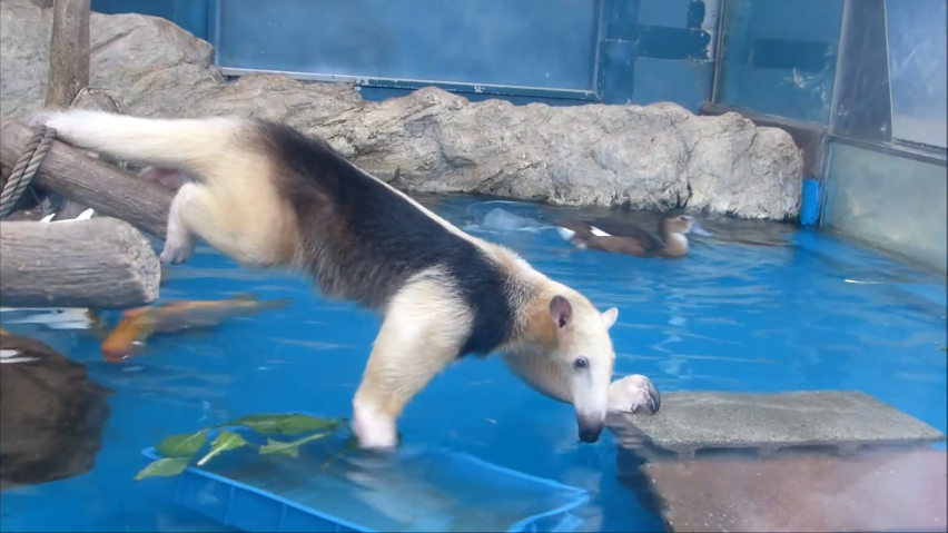 Japanese anteater’s commitment to stealing other animals’ food is ...