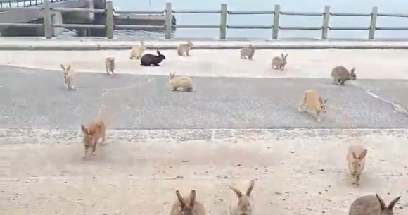 Twitter user posts video of swarming bunnies on Rabbit Island, we all ...