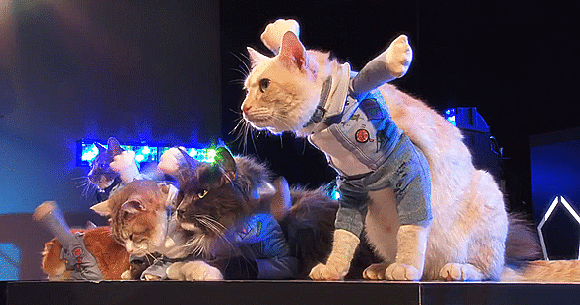 Would you like to see a video of a cat boy band? Of course, you would ...