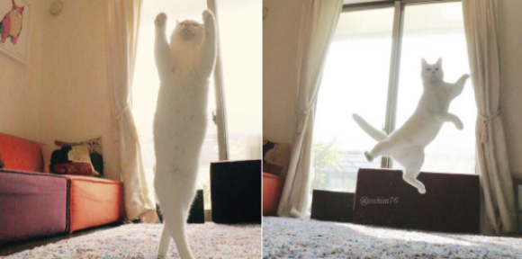 Japanese ballerino cat dances his way into the hearts of millions ...