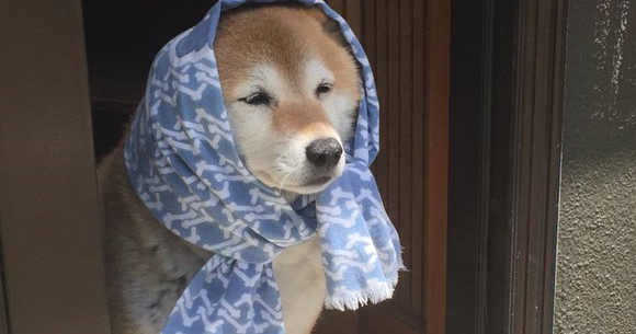 Shiba Inu dresses up as old woman, charms internet with tails of the ...