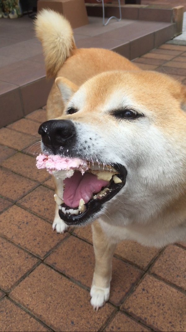 Life goals: Find a love as pure as the one this Shiba Inu has for cake ...