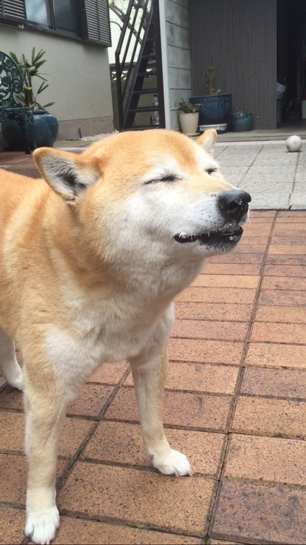 Life goals: Find a love as pure as the one this Shiba Inu has for cake ...