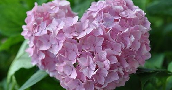 Kyoto temple grants love wishes to visitors who discover their heart ...