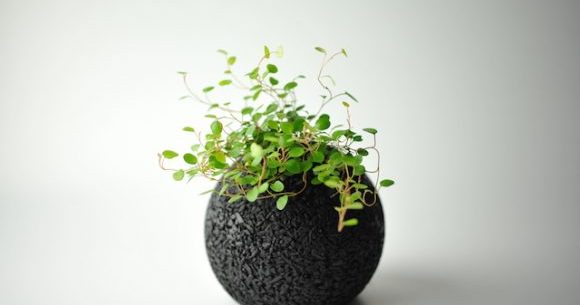 “Eco-pochi” indoor plants will add style to your home and remove stinky ...