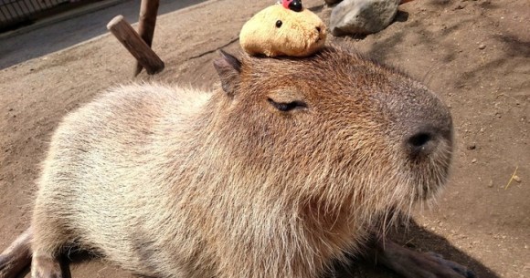 How do you make a capybara even cuter? Put another capybara on its head ...