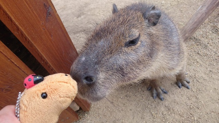 How do you make a capybara even cuter? Put another capybara on its head ...